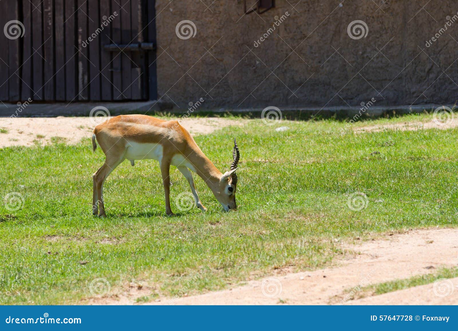 Impala stock photo. Image of outdoor, mammal, grass, melampus - 57647728