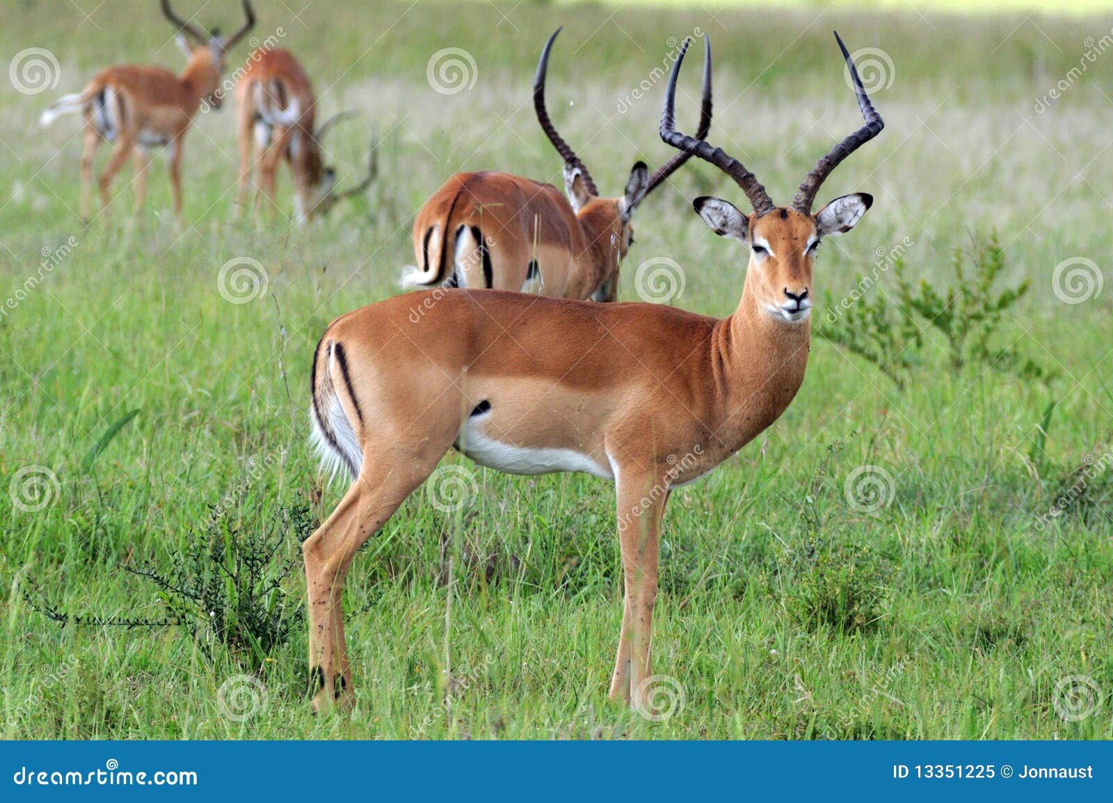 Impalas stock image. Image of tanzania, nature, reserve - 13351225