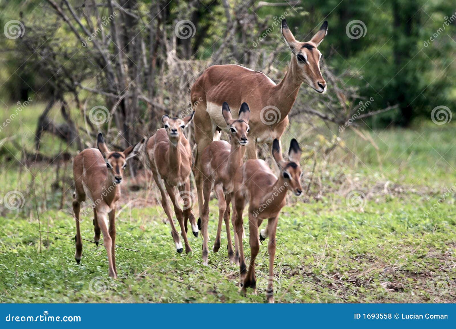 Impalas stock photo. Image of herbivorous, herd, horizontal - 1693558