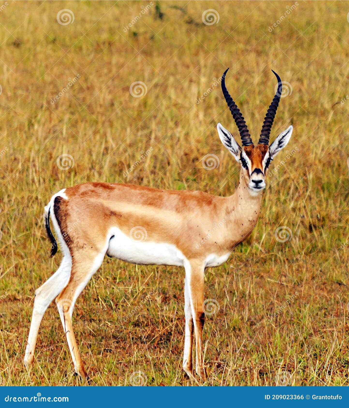 African impala stock photo. Image of kenya, green, wildlife - 209023366