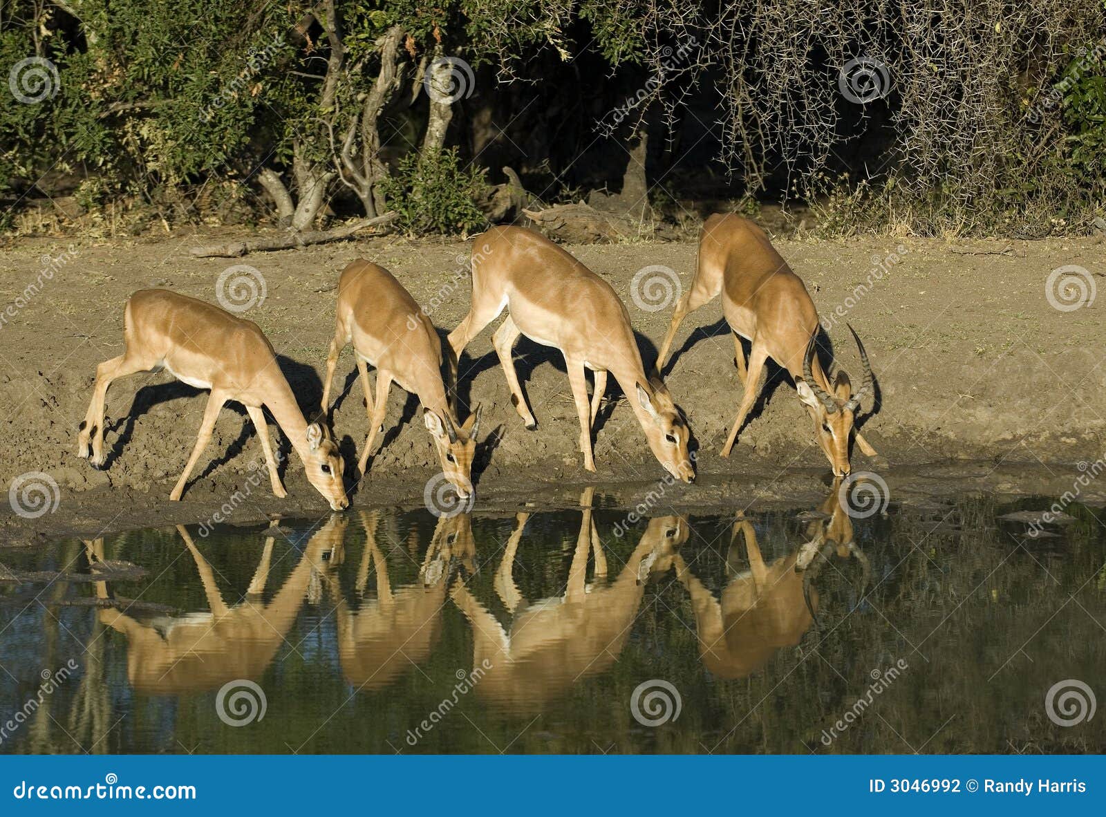 Impalas drinking water stock photo. Image of chobe, savute - 3046992