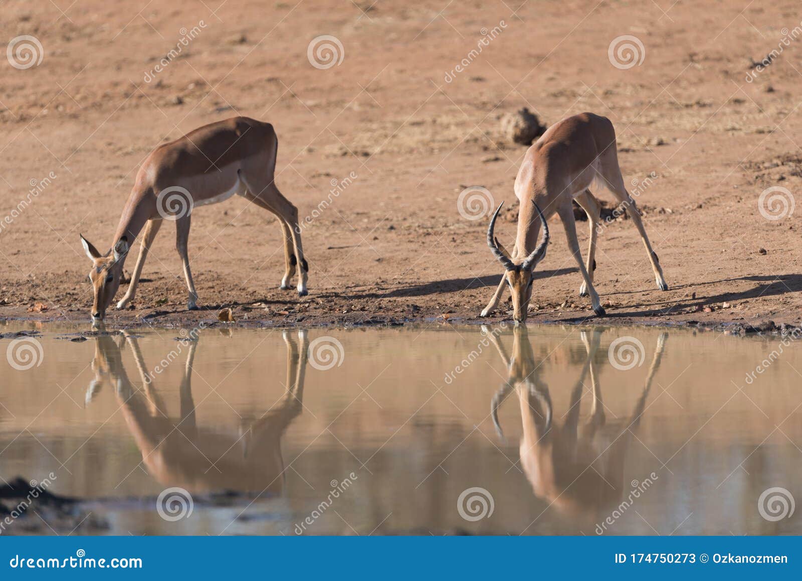 Impalas drinking water stock image. Image of park, grass - 174750273