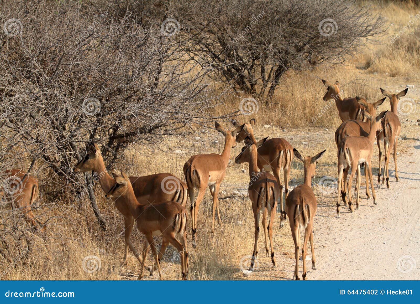 Impalas in the Etosha National Park in Namibia Stock Photo - Image of ...