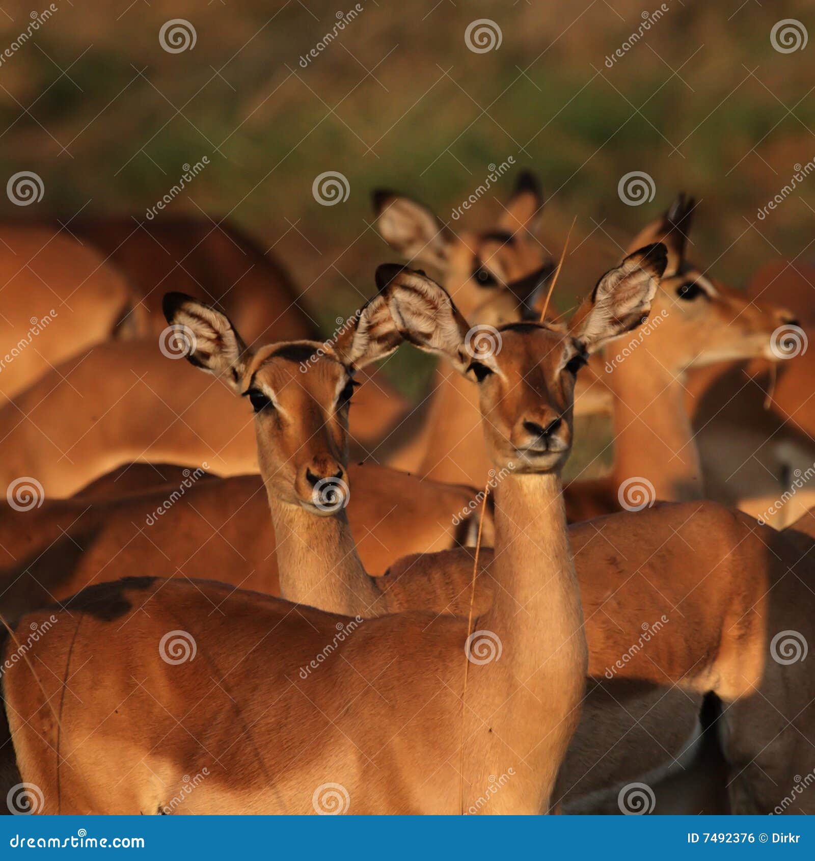 Impalas in morning light stock photo. Image of animal - 7492376