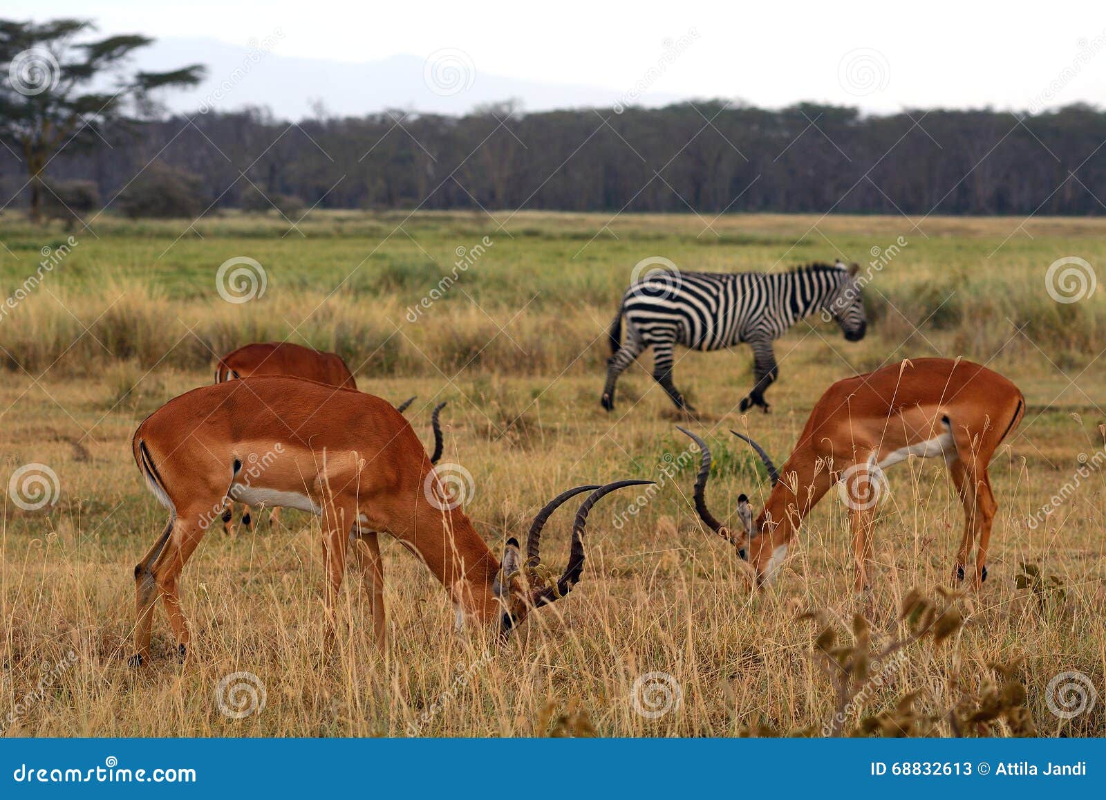 Impalas And A Plain Zebra, Lake Nakuru National Park, Kenya Stock Photo ...