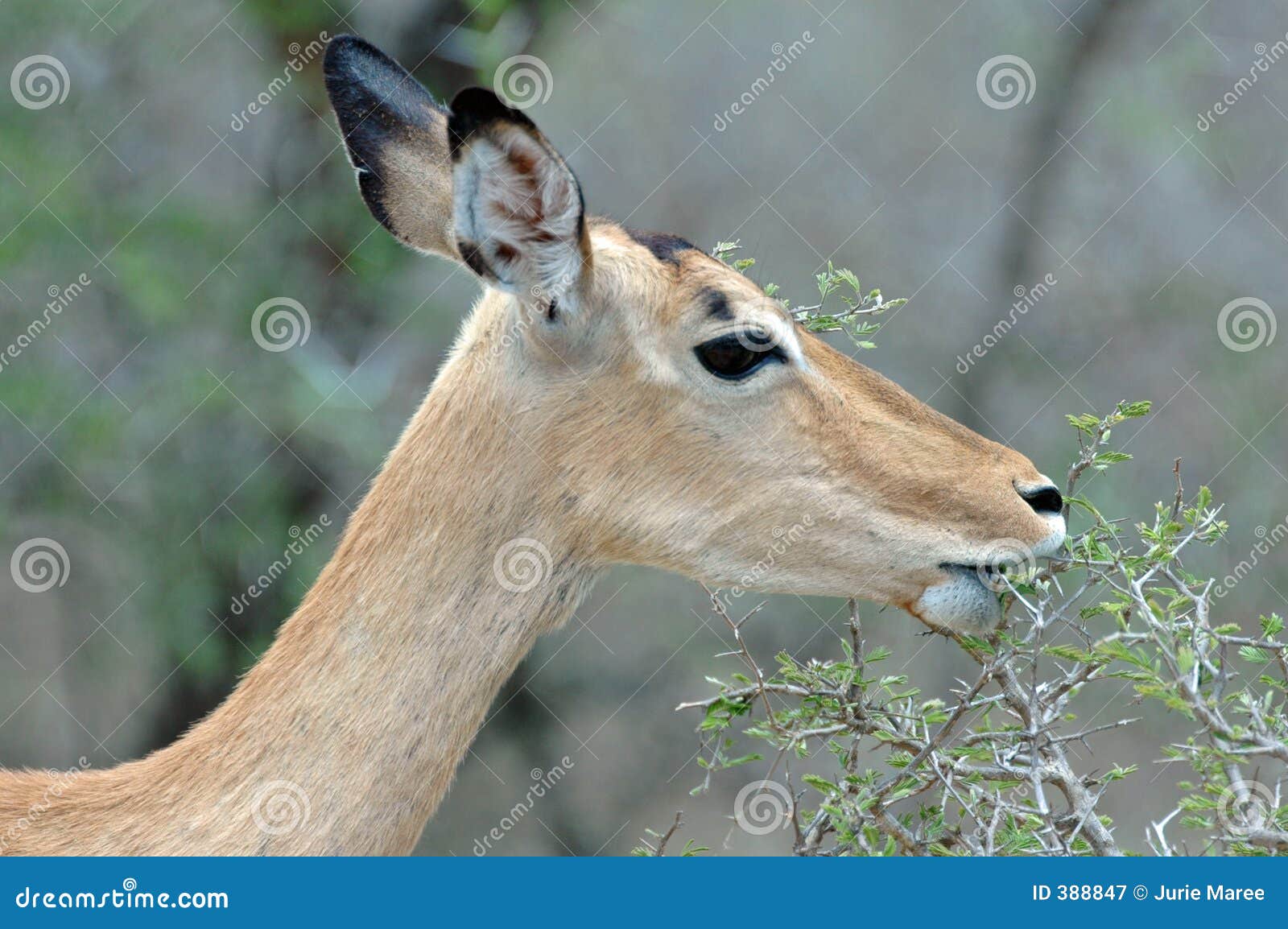 Impale Antelope. stock image. Image of female, antelope - 388847