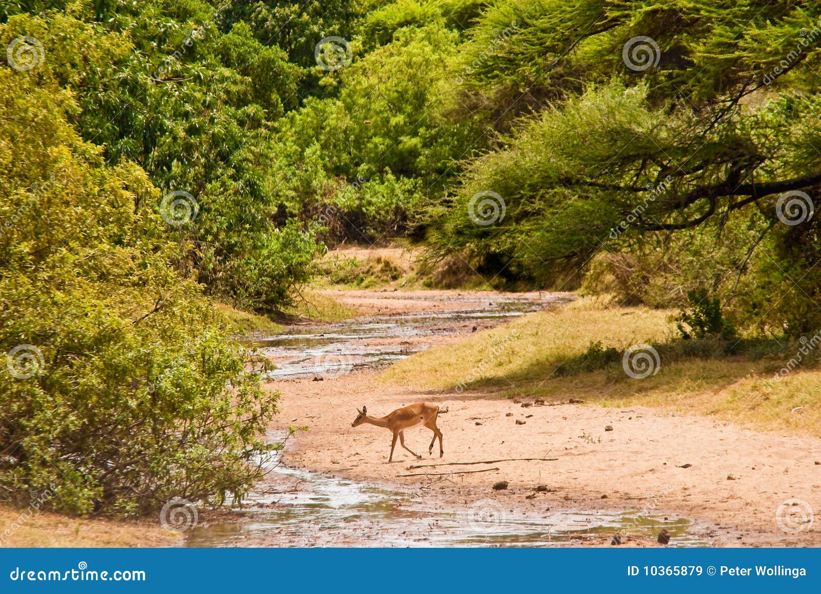 Impale Antelope Crossing a River Stock Image - Image of south, fauna ...