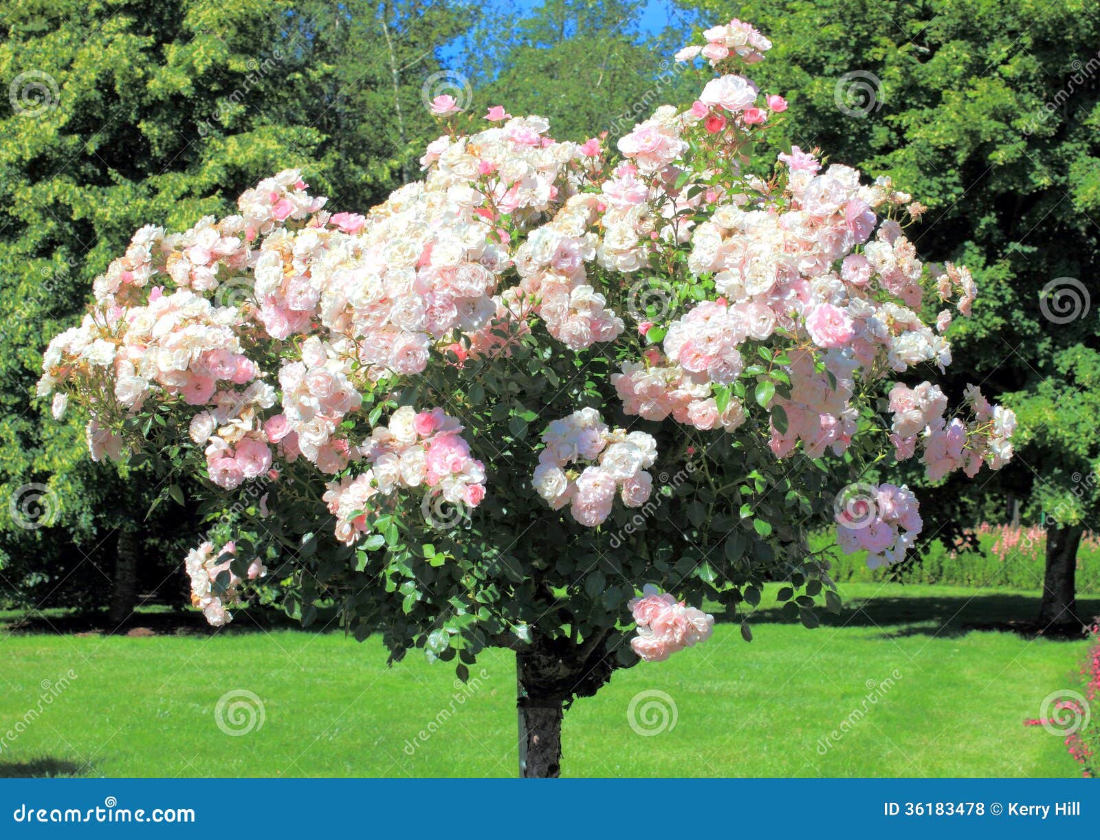 Impallidisca Il Cespuglio Di Rose Standard Rosa Fotografia Stock ...