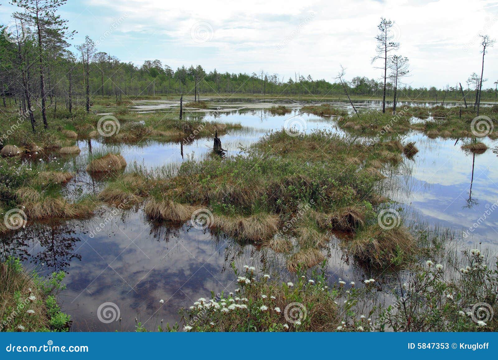 Impassable Bog in the Siberian Taiga Stock Image - Image of water, rest ...