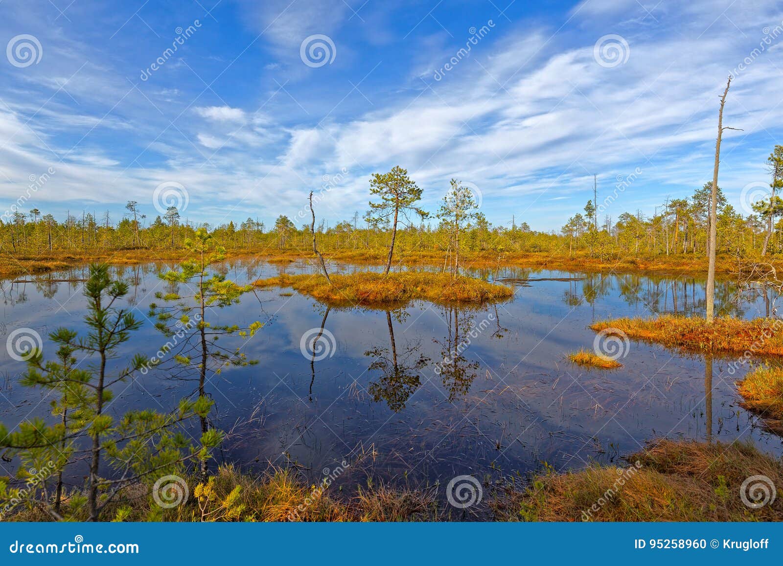 Impassable Swamp in Siberia Stock Photo - Image of duckweed, natural ...