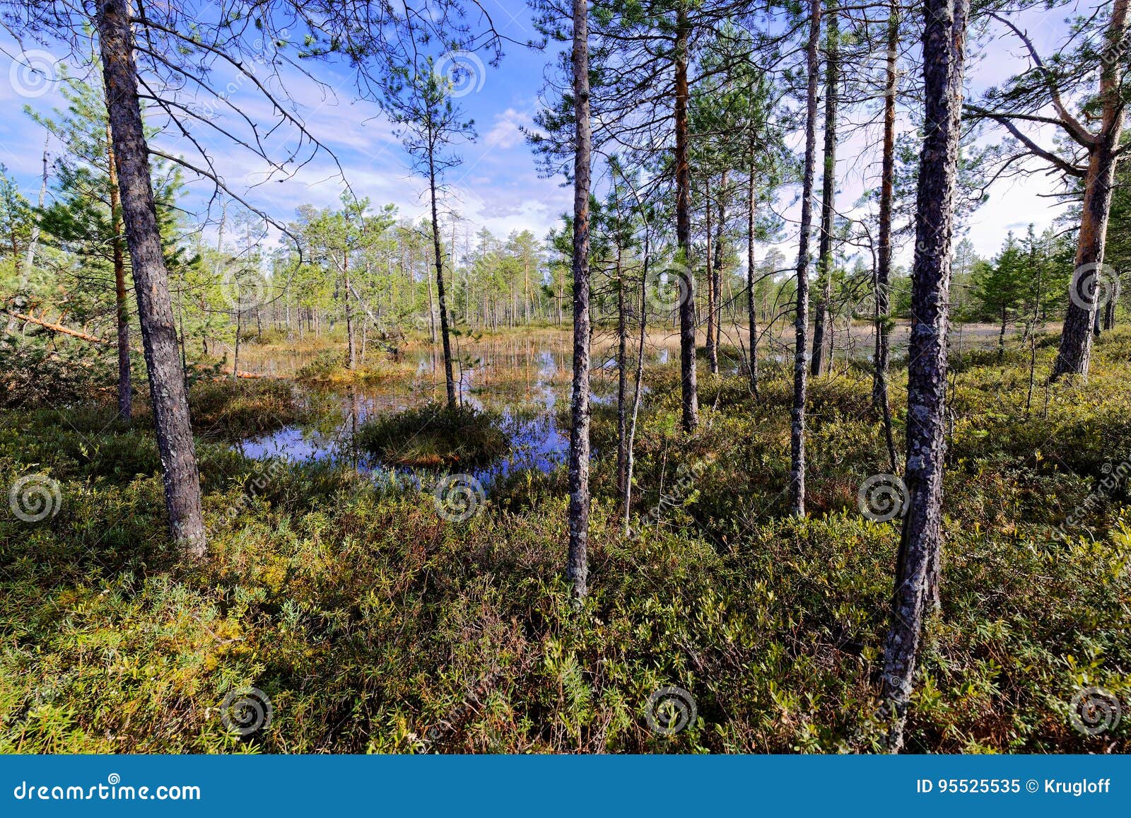 Impassable Swamp in Siberia Stock Image - Image of peat, plains: 95525535