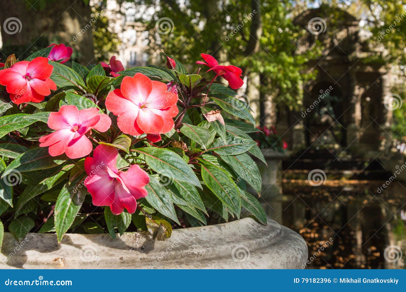 Impatiens balsamina flower stock photo. Image of floral - 79182396