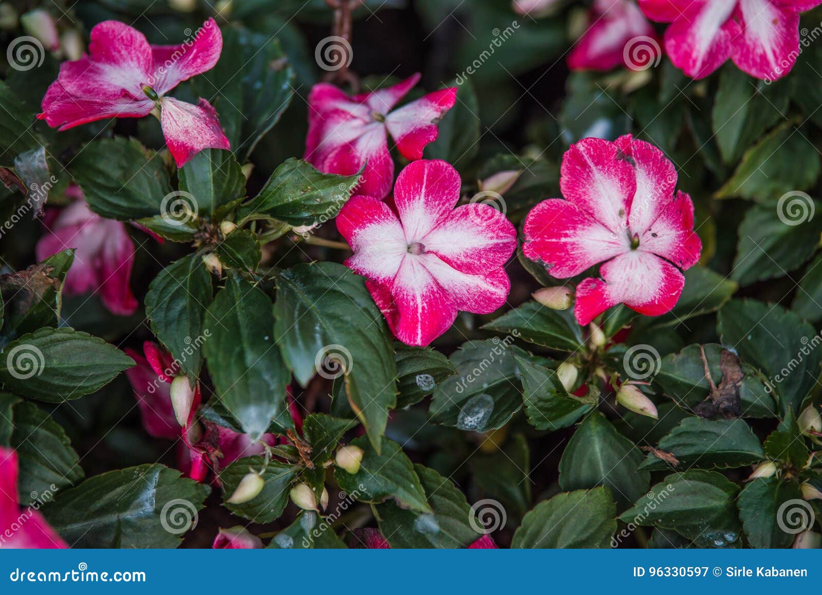 Impatiens balsamina stock image. Image of house, balsamina - 96330597