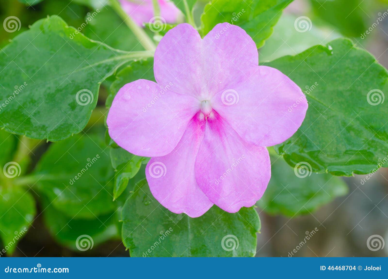 Impatiens flower stock photo. Image of nature, tropical - 46468704