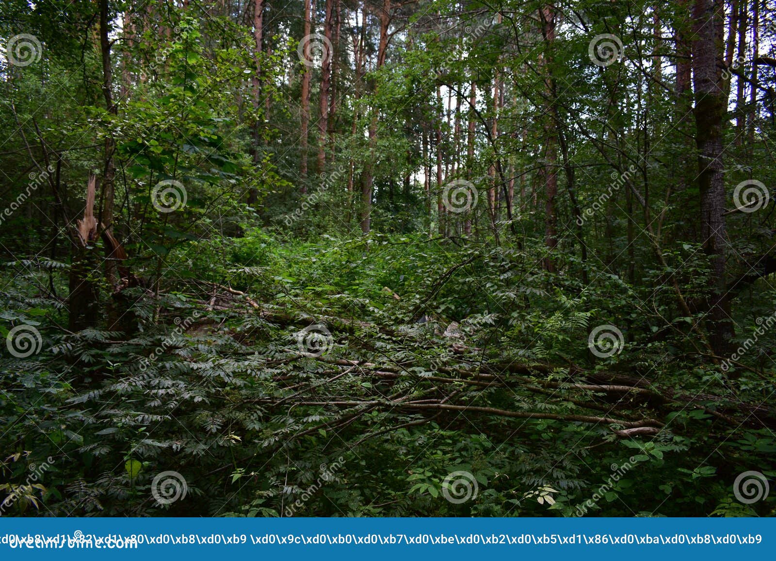 Impenetrable Forest. Pine Forest. Deciduous Trees. Green Grass Stock Photo - Image of wilderness ...