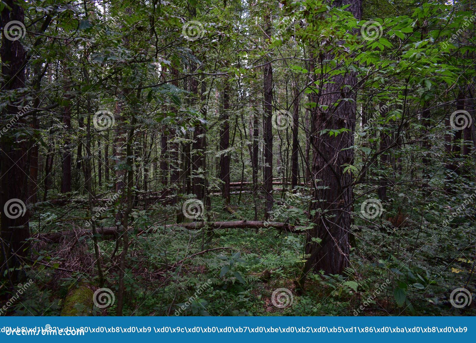 Impenetrable Forest. Pine Forest. Deciduous Trees. Green Grass Stock ...