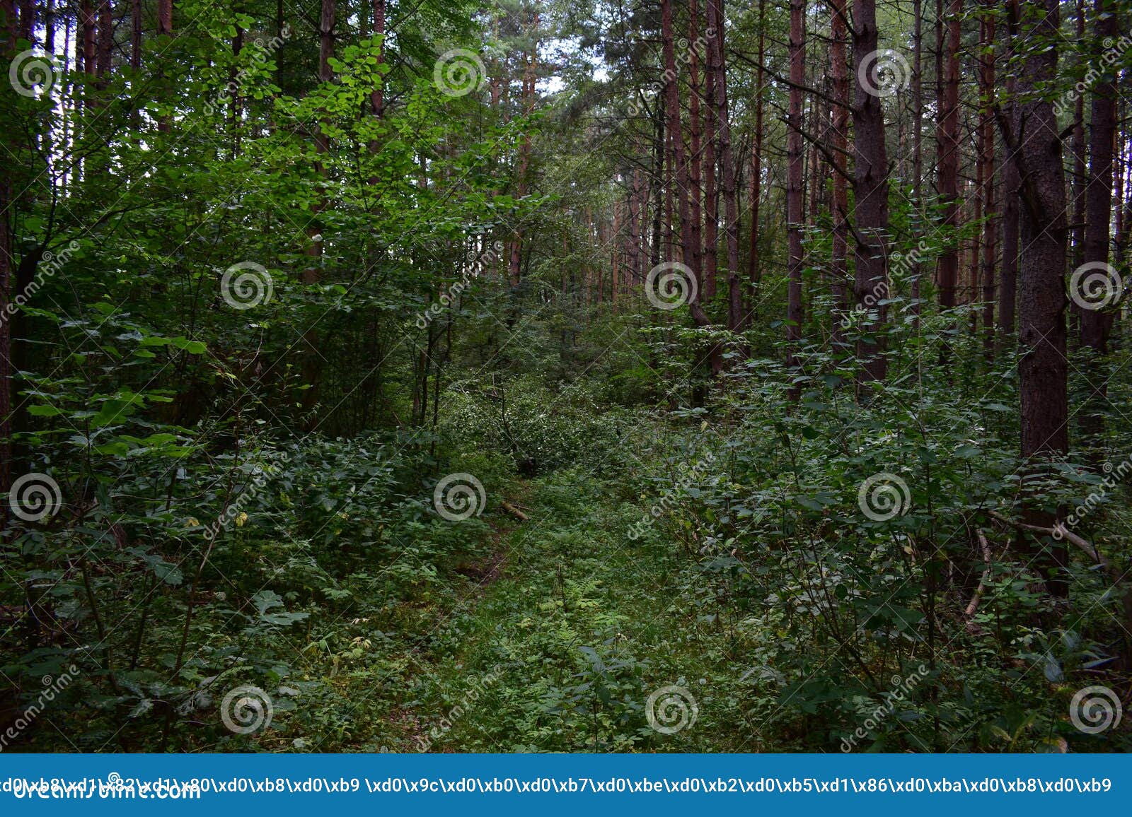 Impenetrable Forest. Pine Forest. Deciduous Trees. Green Grass Stock Image - Image of forest ...