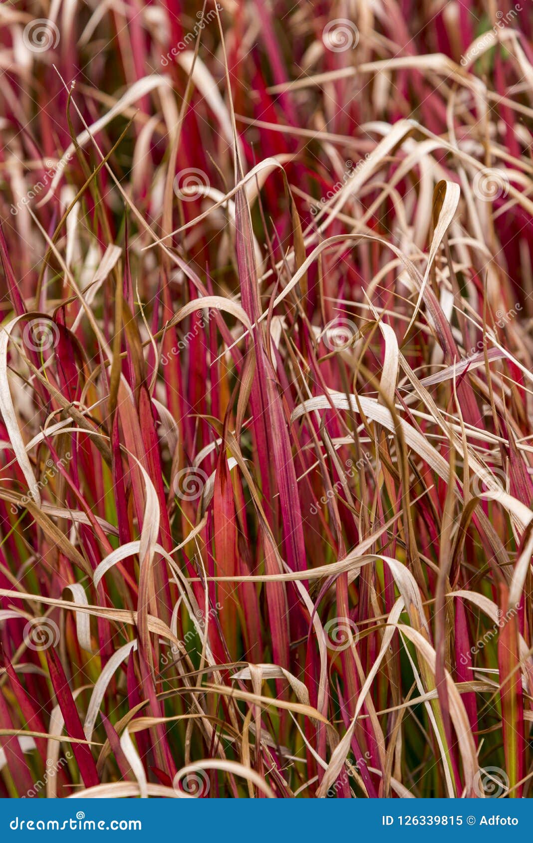 Imperata Cylindrica Cogon Grass Blowing In The Wind,with Sunset Sky In ...