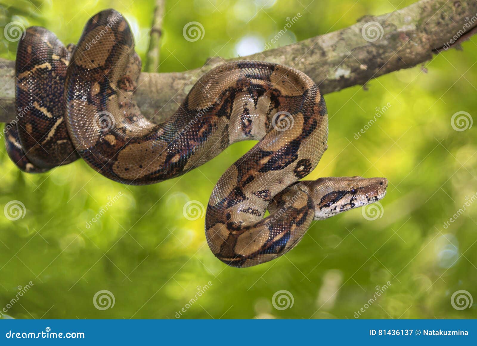 Imperator Del Constrictor De Boa De La Boa Del Emperador Imagen de ...