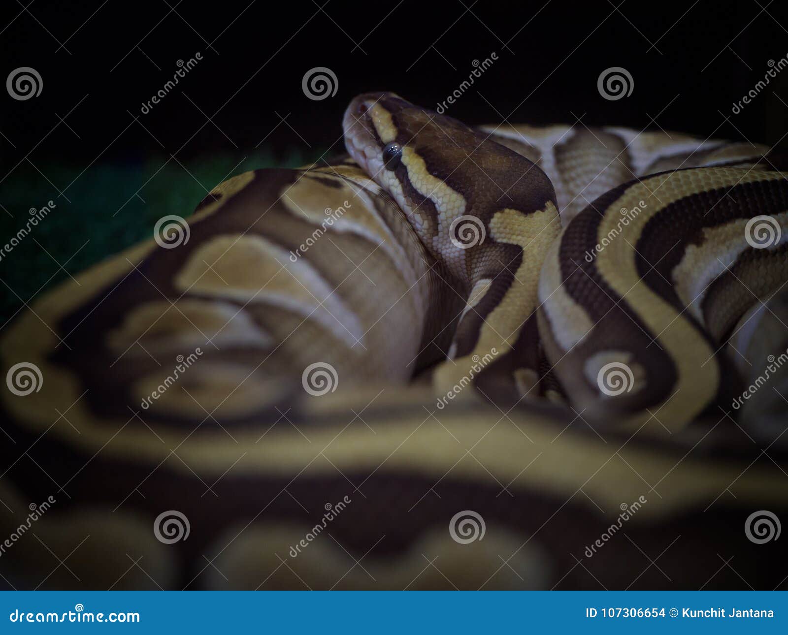 Imperator Del Constrictor De Boa De La Boa Del Emperador Foto de ...