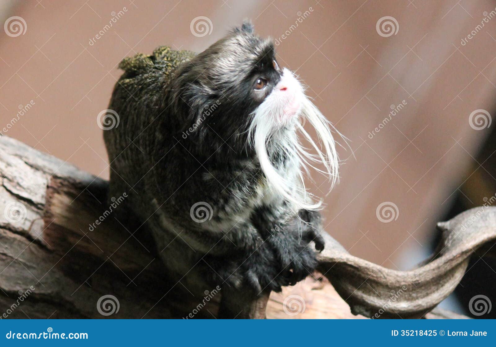 Imperator Di Saguinus Del Tamarin Dell'imperatore Immagine Stock ...