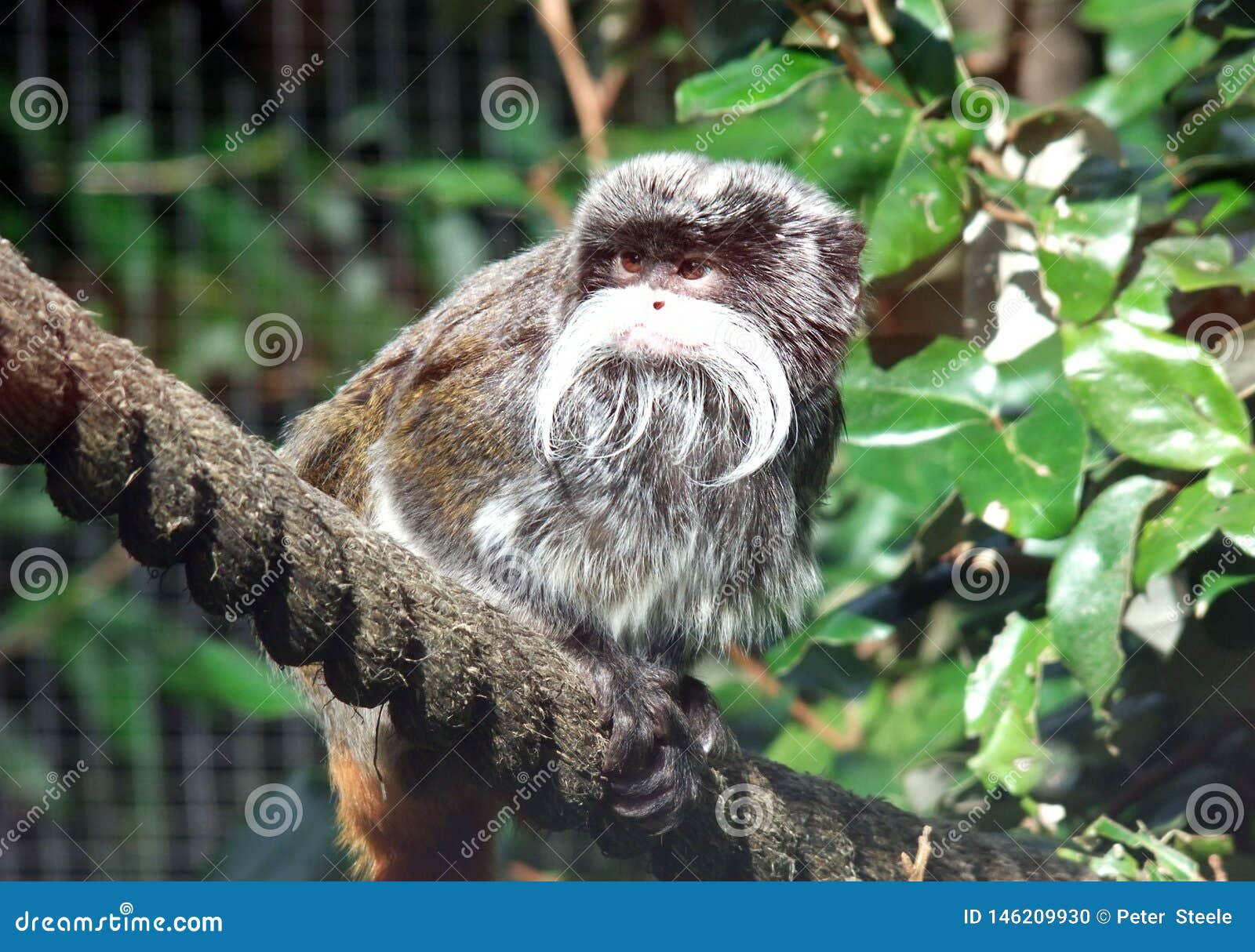 Imperator Di Saguinus Del Tamarin Dell'imperatore Fotografia Stock ...