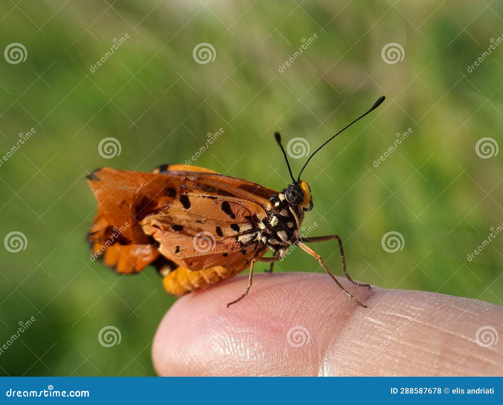 Imperfect Butterfly Acraea Terpsicore Lay on Finger Stock Photo - Image ...