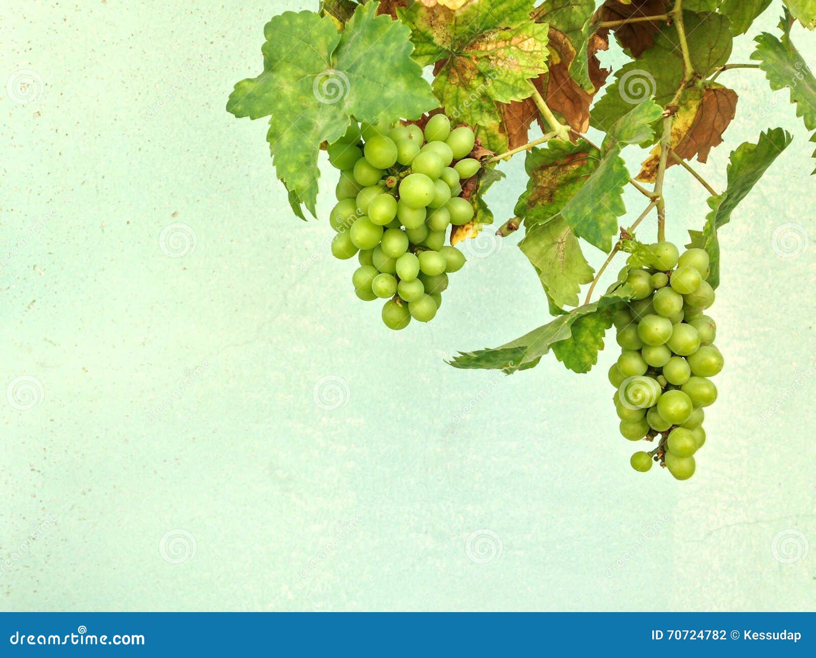 The Imperfect Grape with Rust Leaves on Green Wall Stock Photo - Image ...