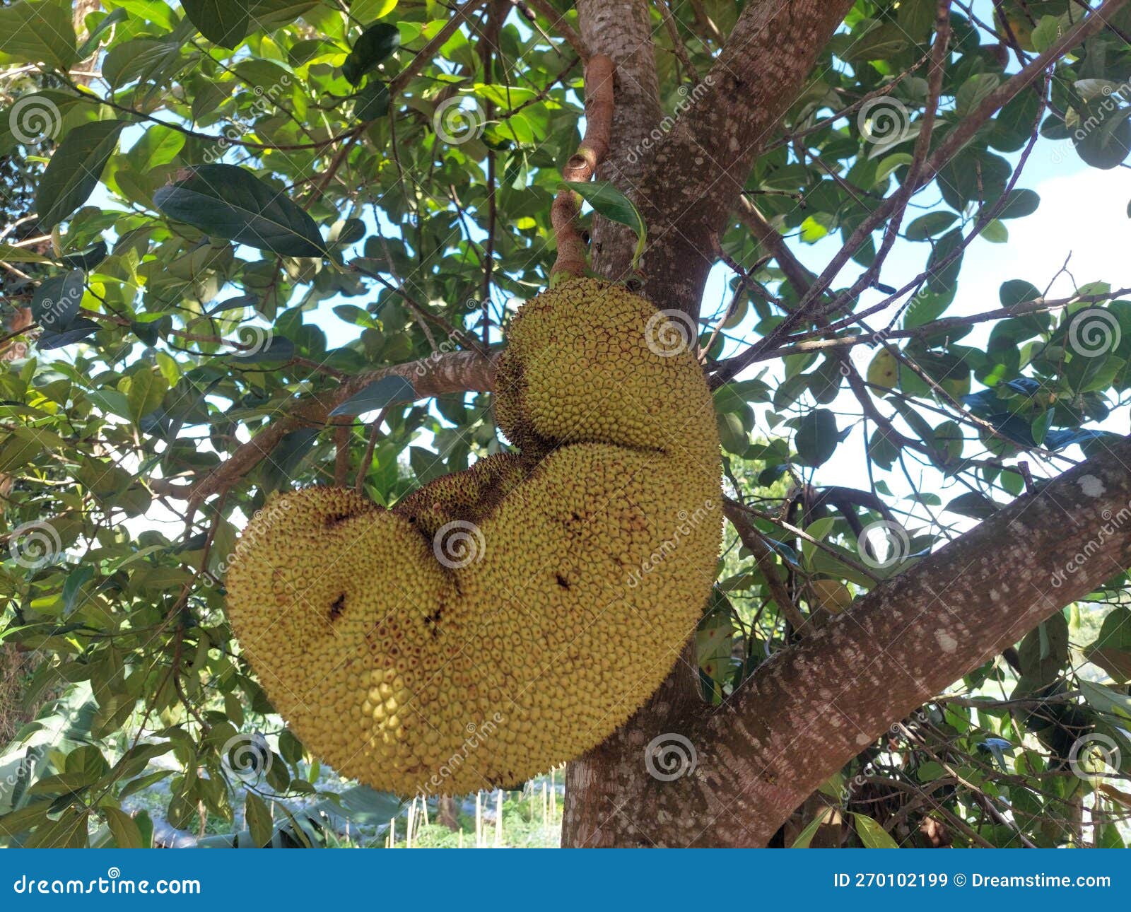 The Imperfect Growth of Jackfruit Due To Being Affected by Disease ...