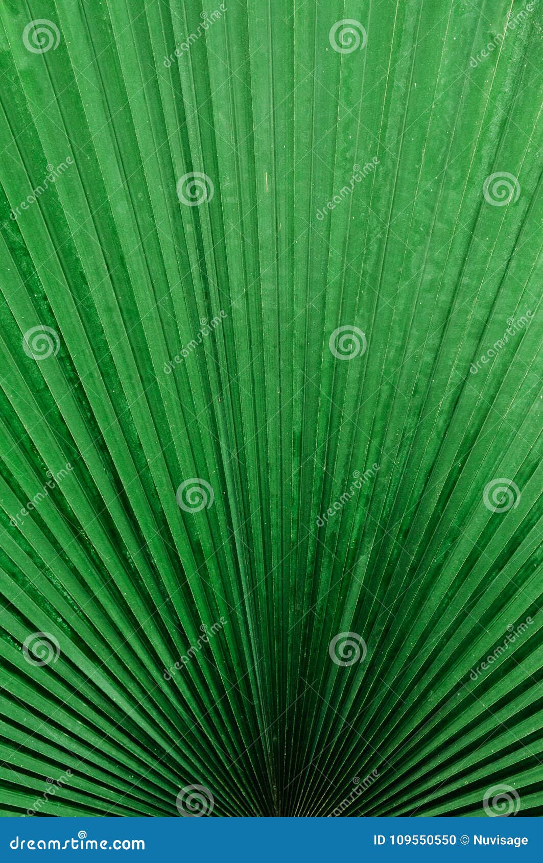 Imperfect Natural Texture of Plam Leaf Stock Photo - Image of foliage ...