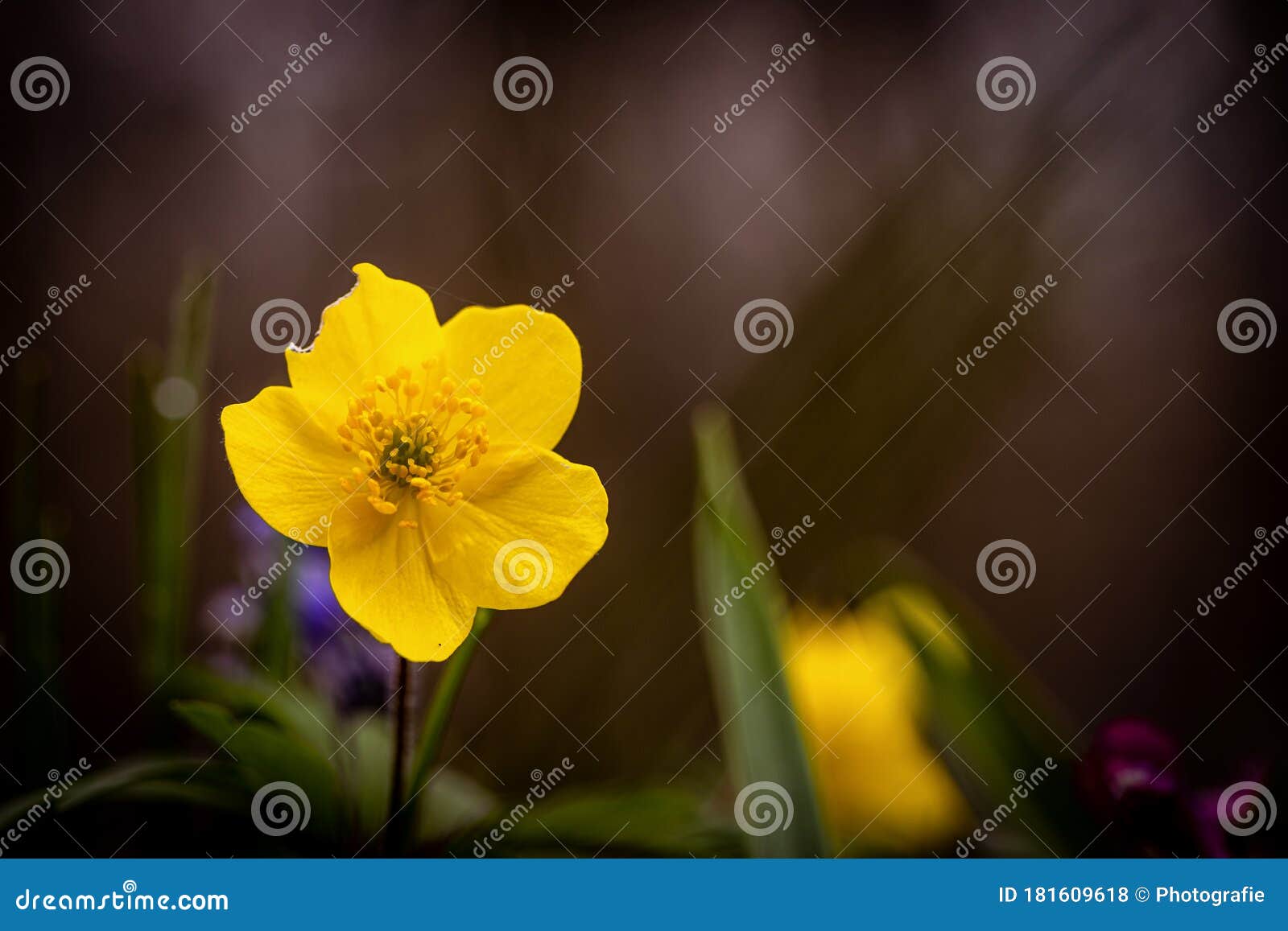 Imperfect Yellow Flower in a Spring Meadow Stock Photo - Image of ...