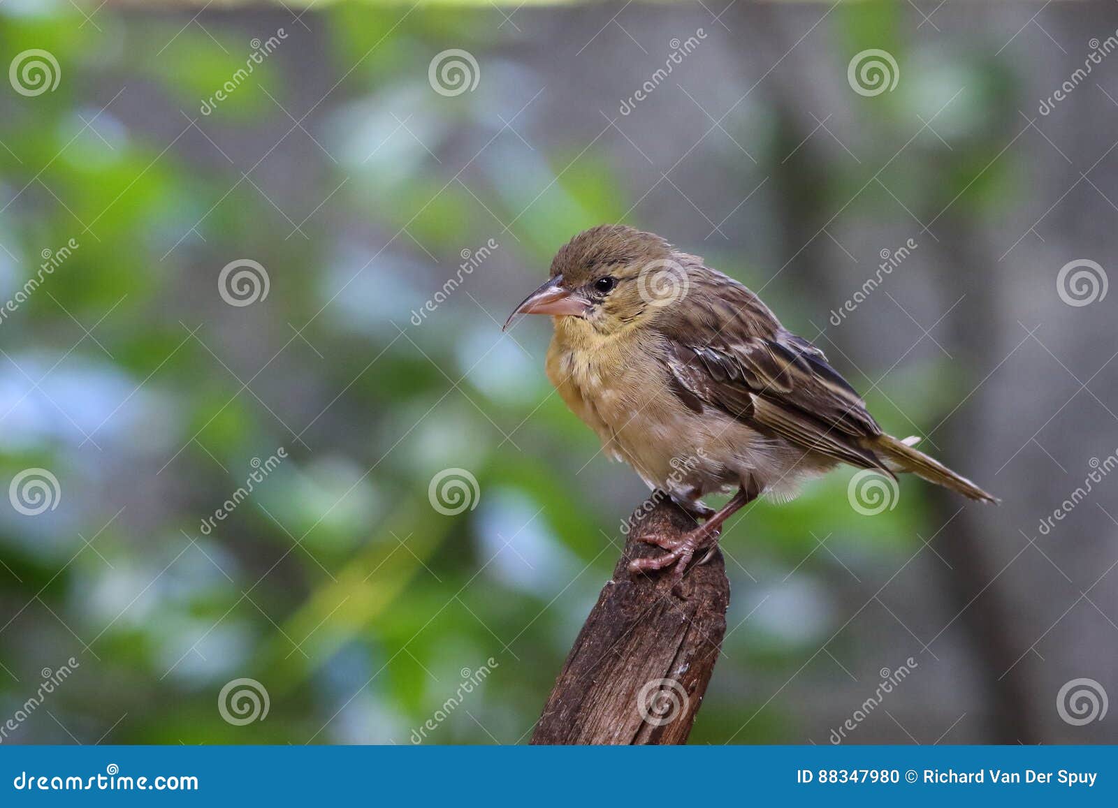 Imperfection in nature stock photo. Image of deformed - 88347980