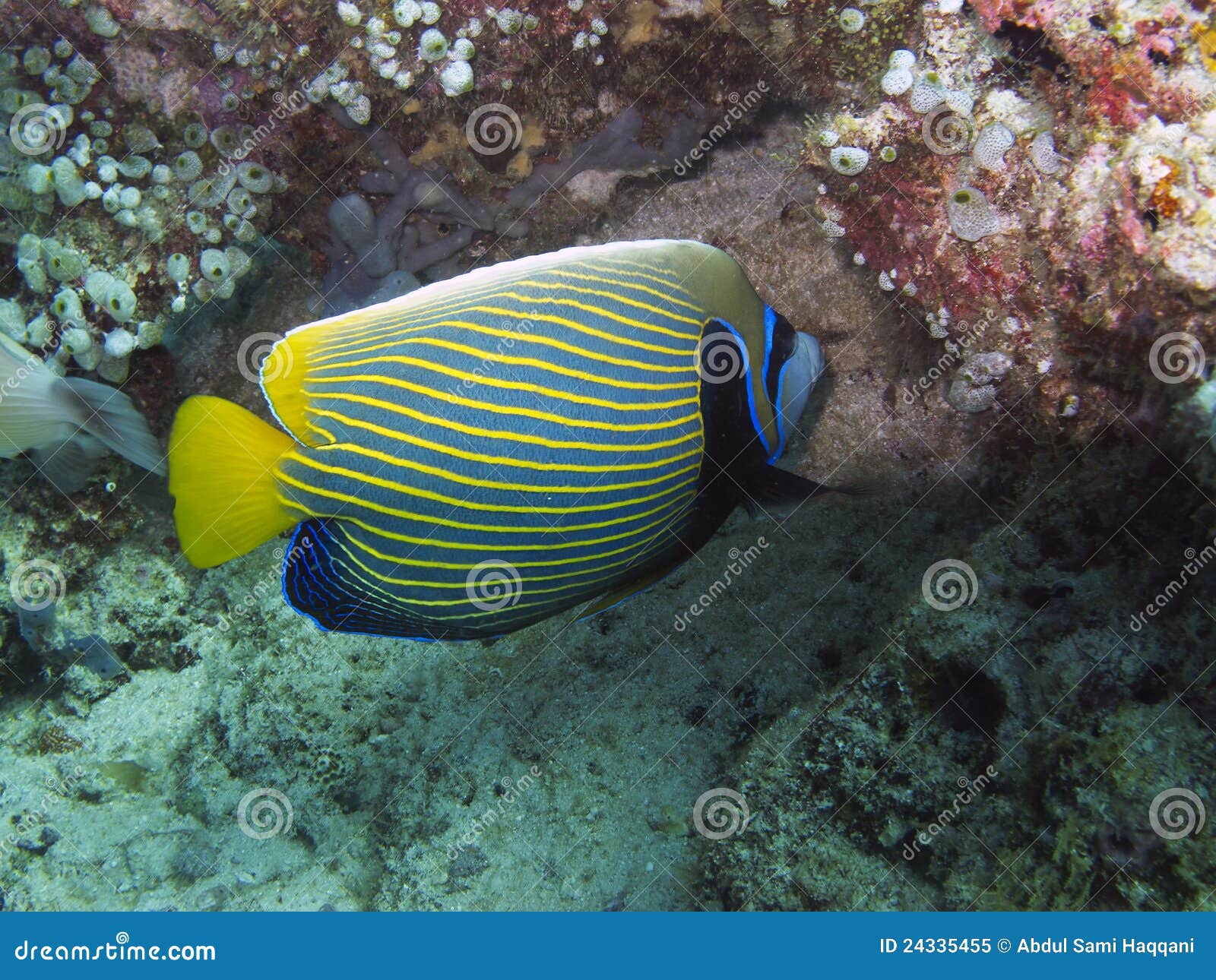 Imperial Angelfish (Pomacanthus Imperator) Stock Image - Image of ...