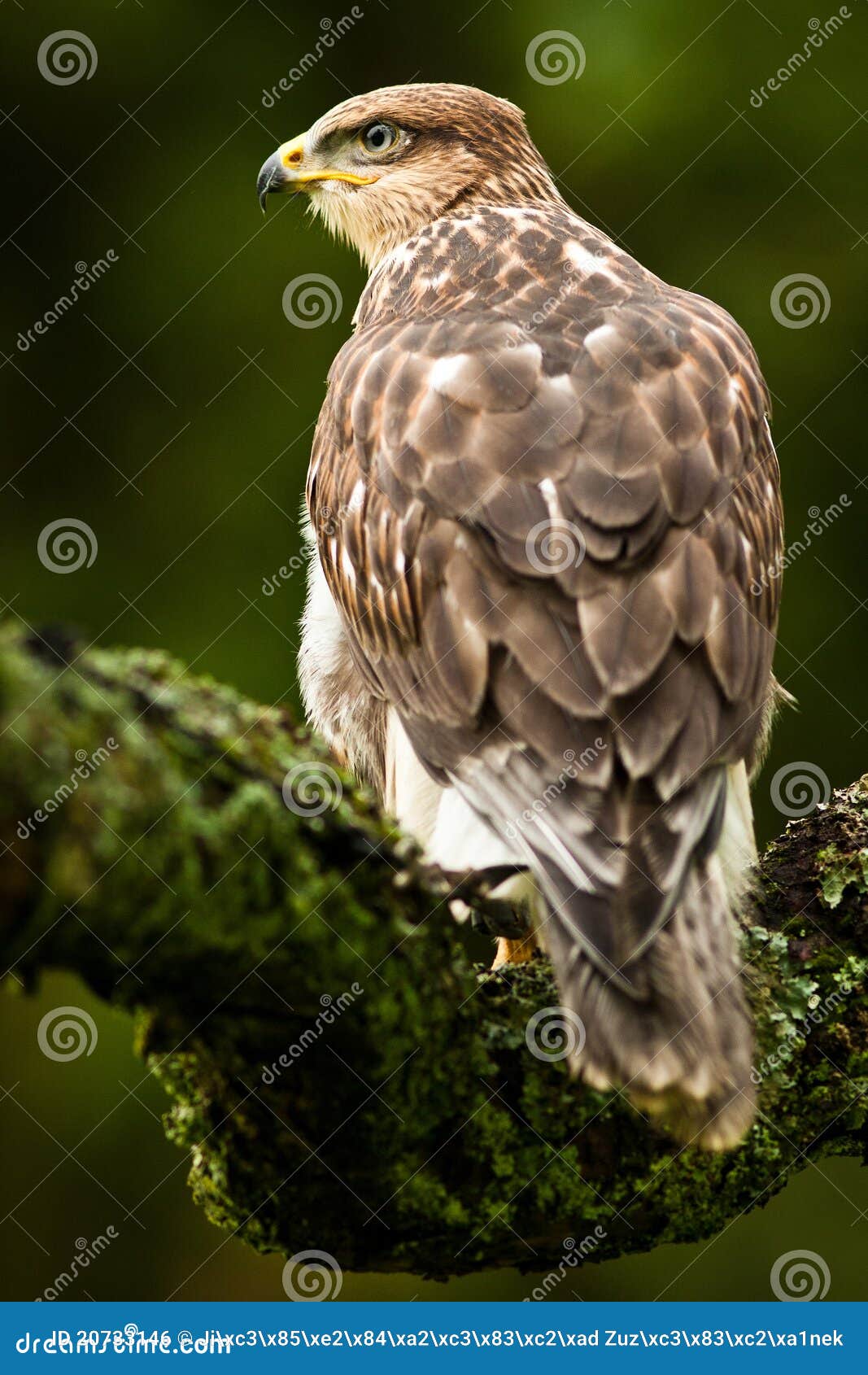 Imperial buzzard stock photo. Image of buzzard, feather - 20733146
