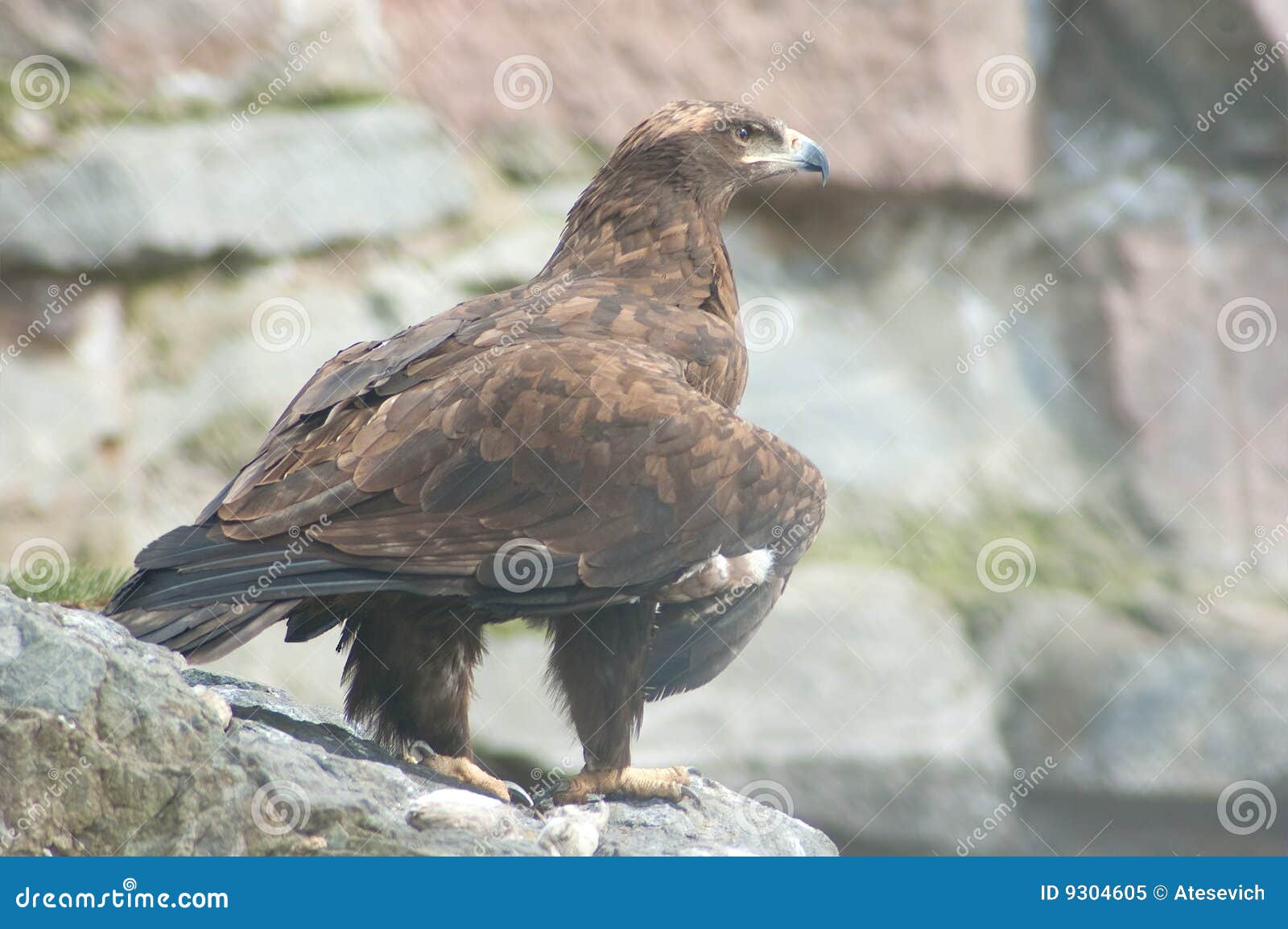 Imperial eagle stock image. Image of outdoors, imperial - 9304605