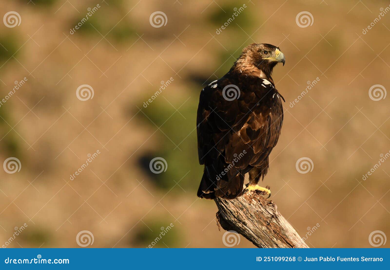 Imperial Eagle in the Field in Spring Stock Photo - Image of booted ...
