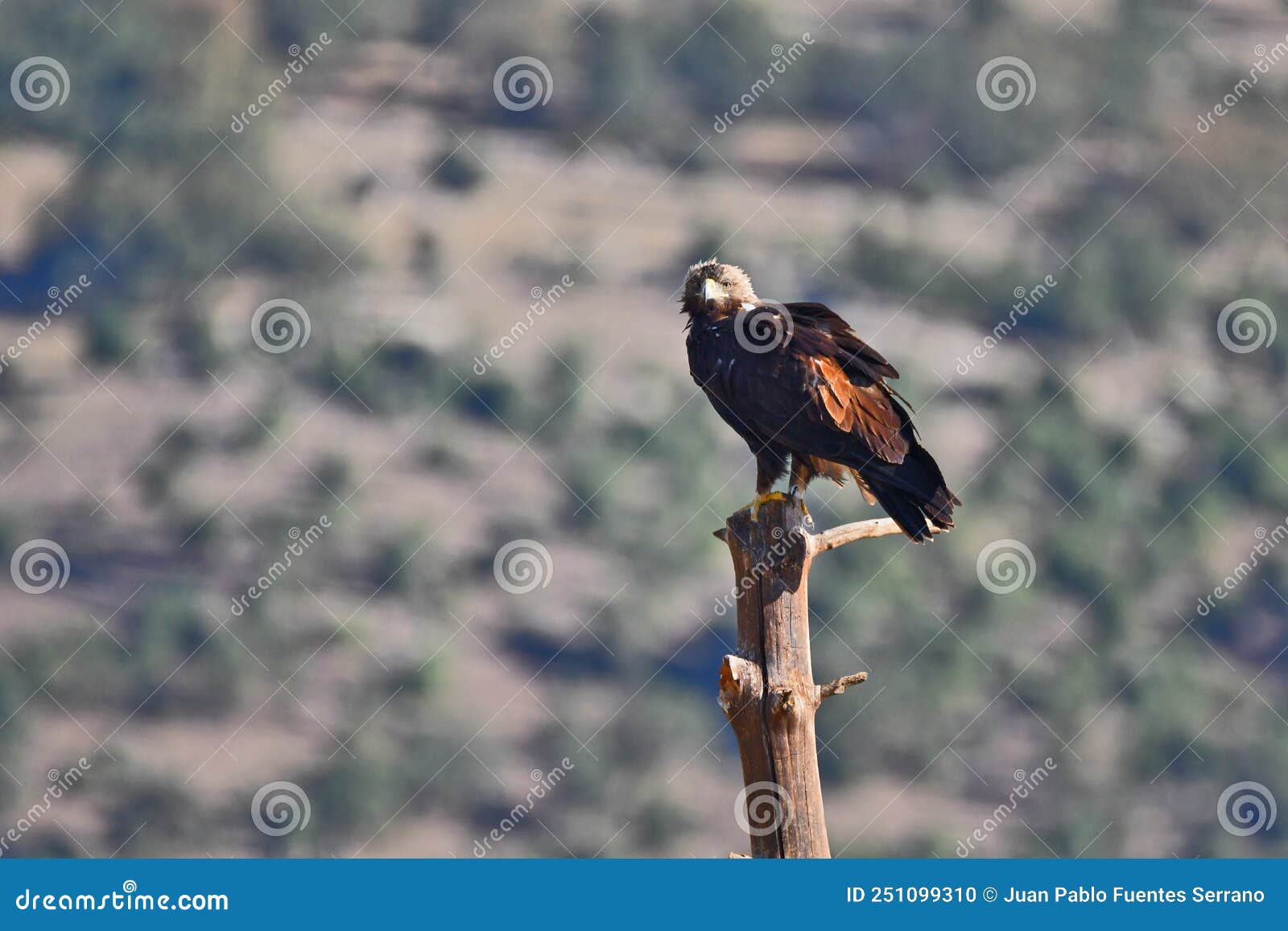Imperial Eagle in the Field in Spring Stock Photo - Image of fauna ...
