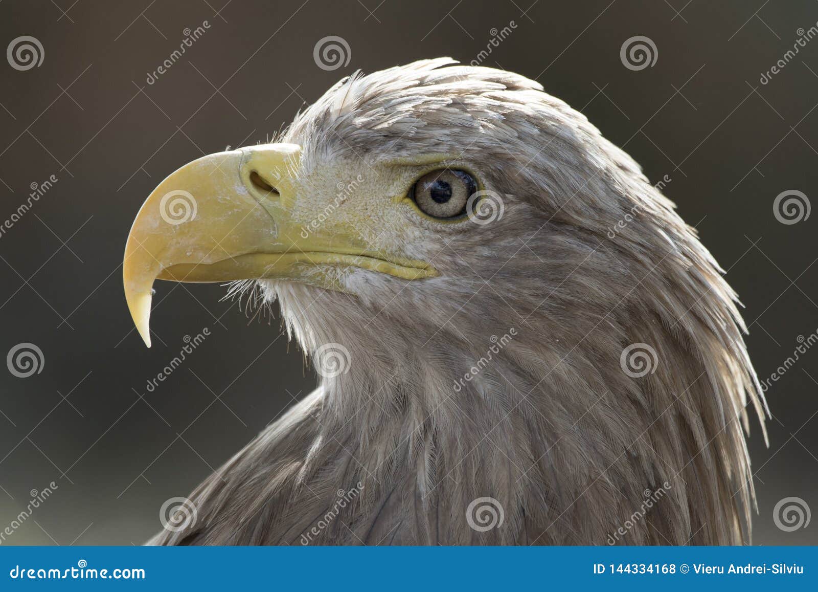 Imperial Eagle Portrait while Siting on a Perch Being Backlit by the ...