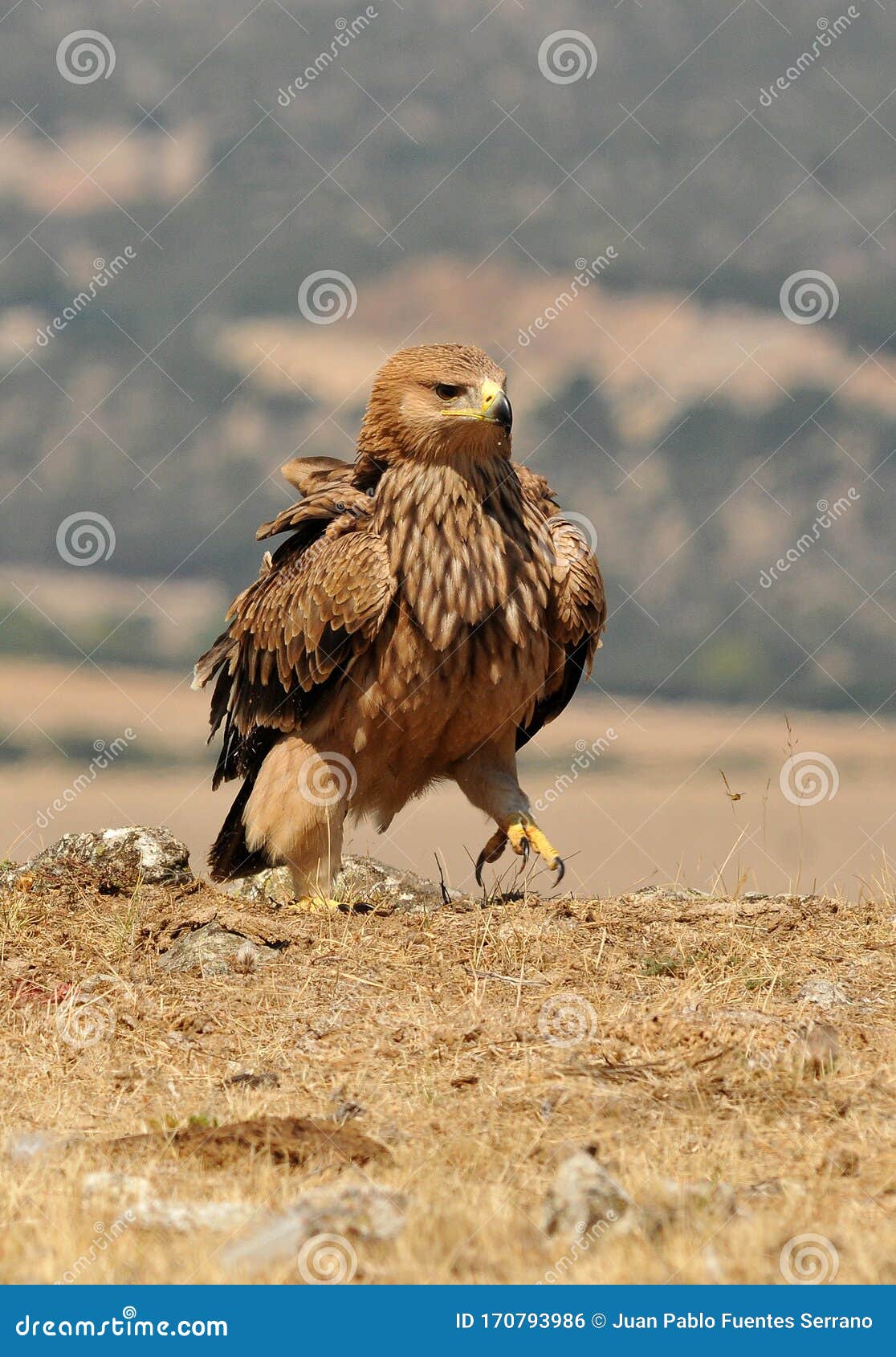 Imperial eagle stock photo. Image of twig, eagle, frog - 170793986