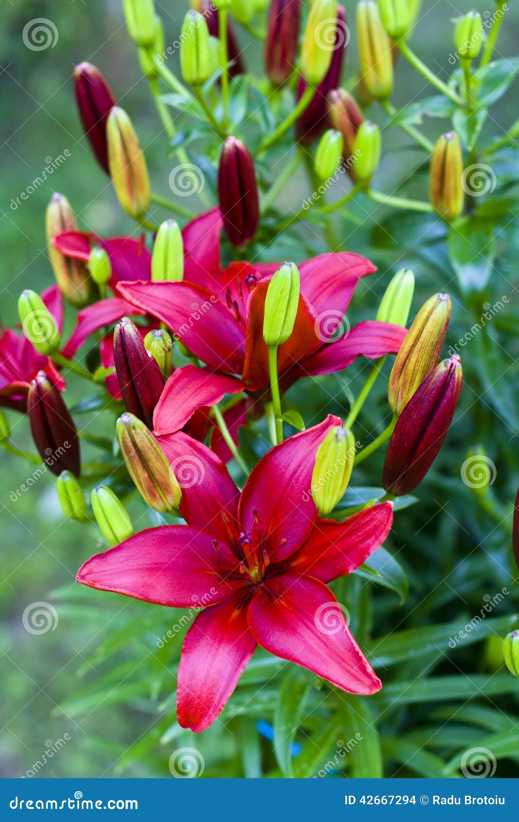 Red Imperial Lily Flowers Royalty-Free Stock Image | CartoonDealer.com ...