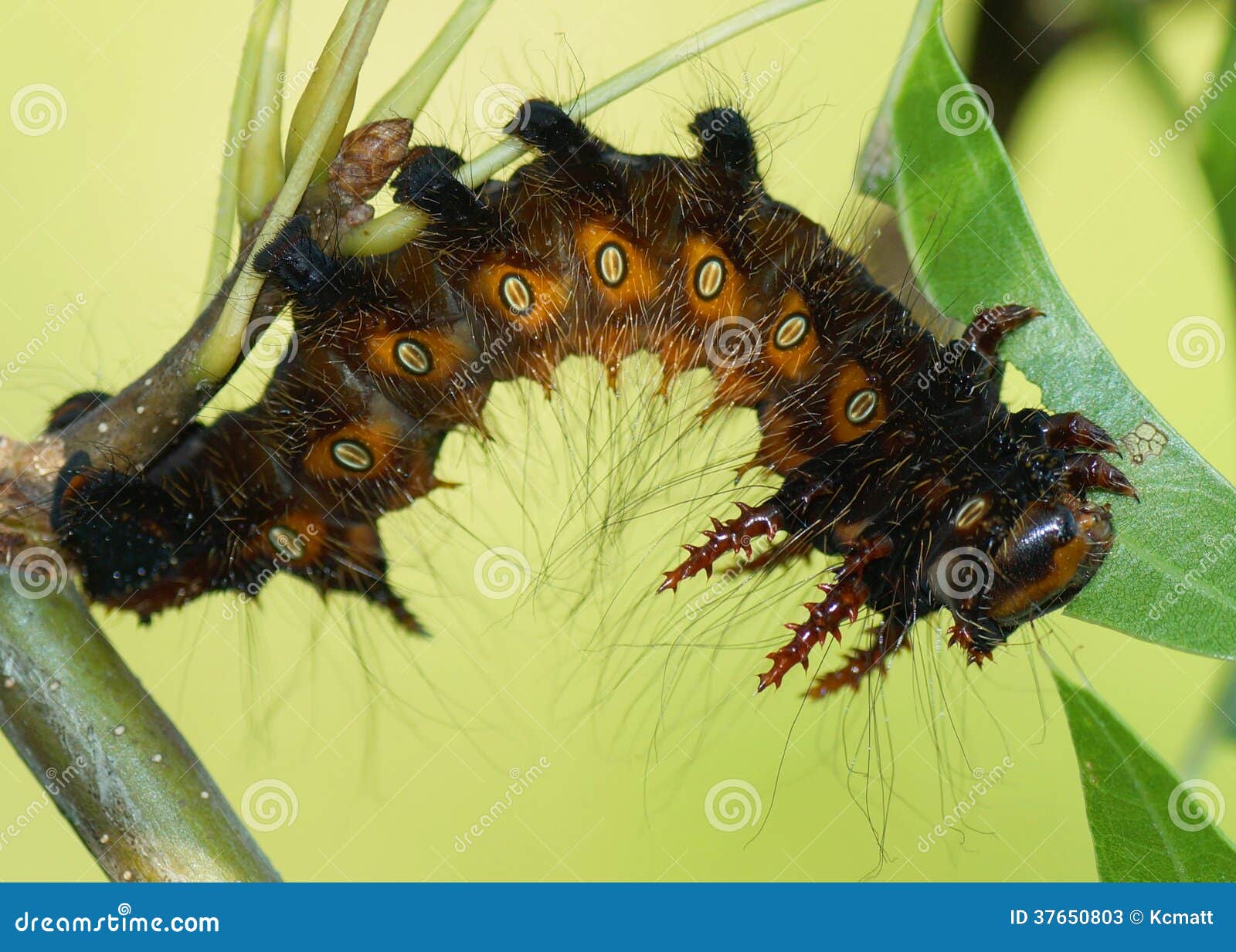 Imperial Moth Caterpillar - Brown Phase Stock Image - Image of cinnamon ...