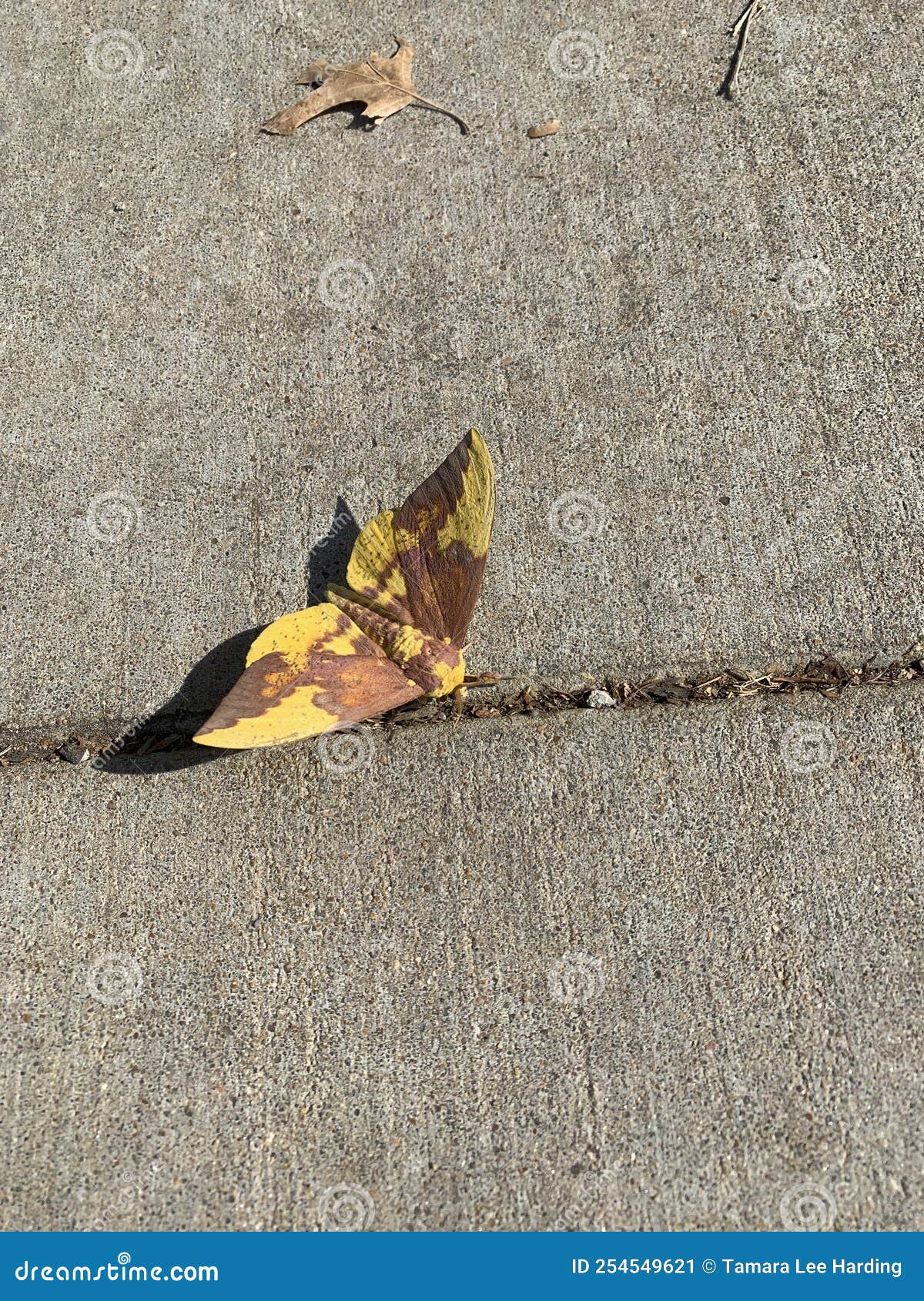 Imperial Moth, Large Moth with Yellow and Brown Spots Stock Image ...