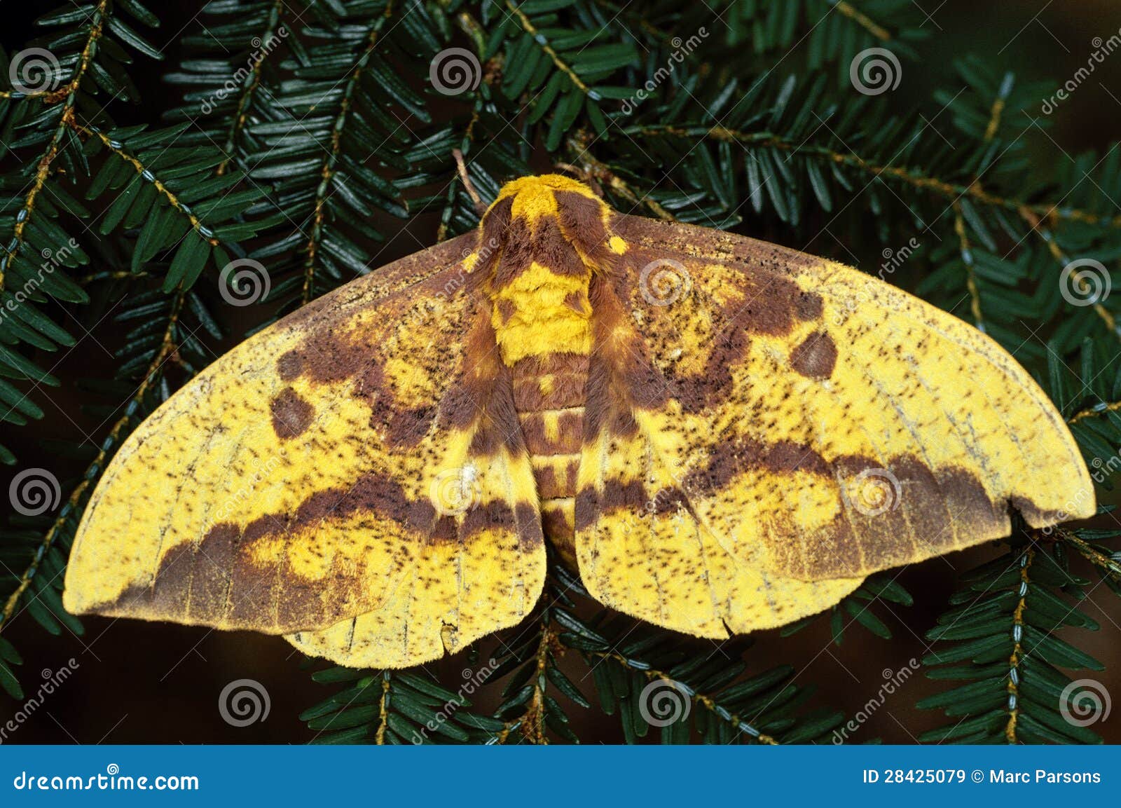 Imperial Moth (Eacles Imperialis) Stock Image - Image of furry ...