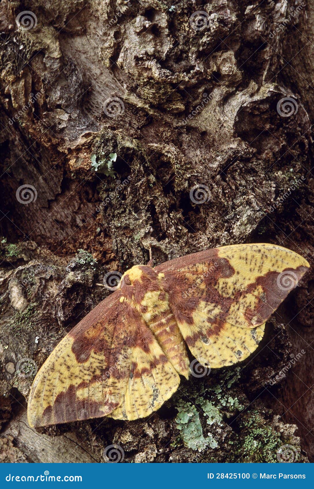 Imperial Moth (Eacles Imperialis) Stock Photo - Image of close, state ...