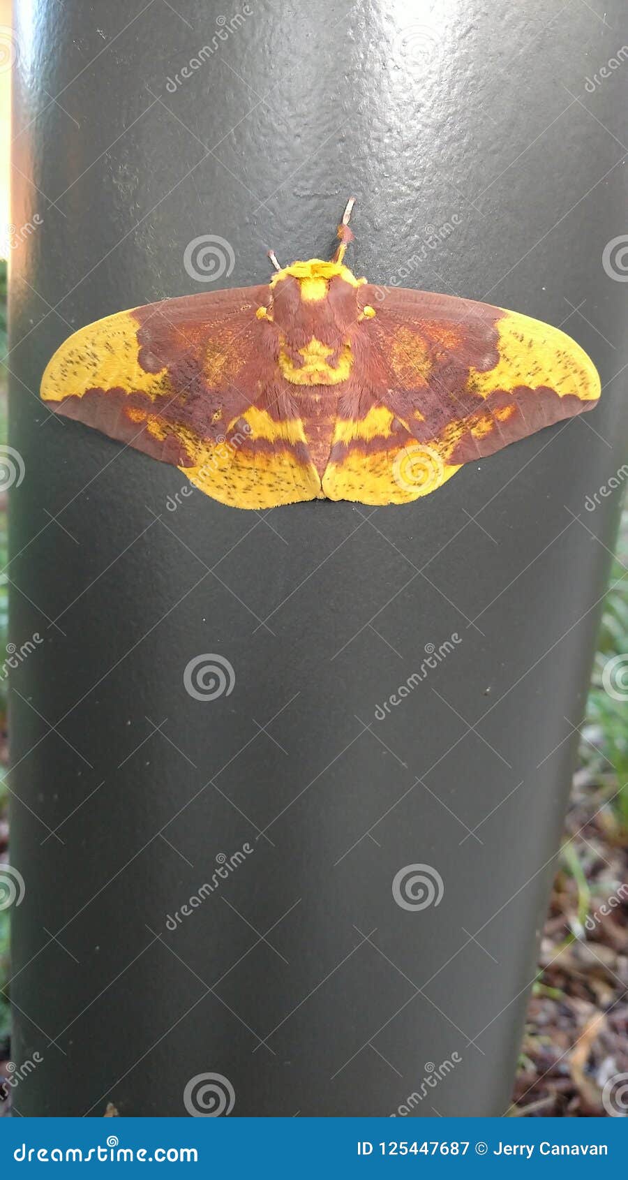 Imperial moth stock image. Image of insect, beautiful - 125447687