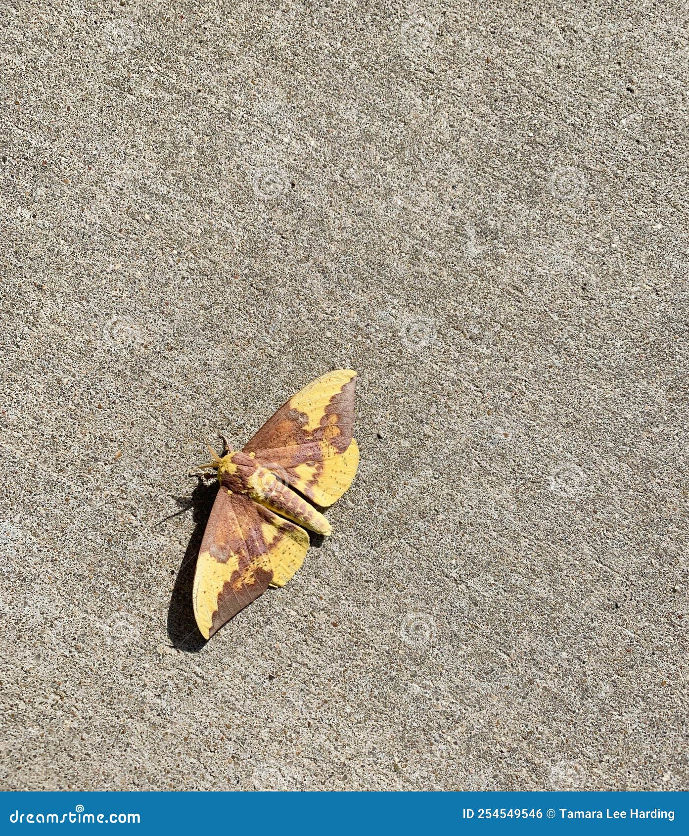 Imperial Moth, Large Moth with Yellow and Brown Spots Stock Photo ...
