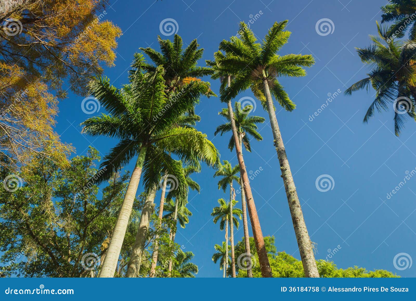 Imperial Palm Trees in the Botanical Garden Stock Photo - Image of palm ...