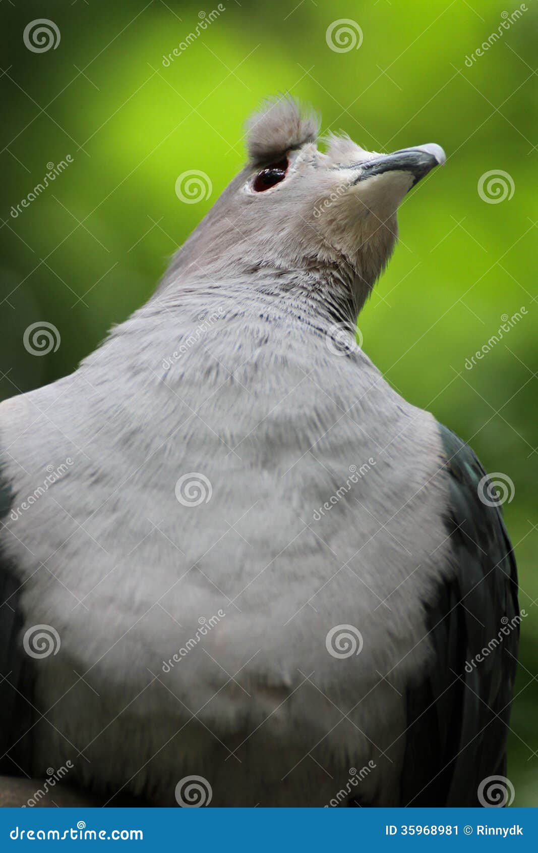 Imperial Pigeon Eye stock image. Image of birds, animal - 35968981