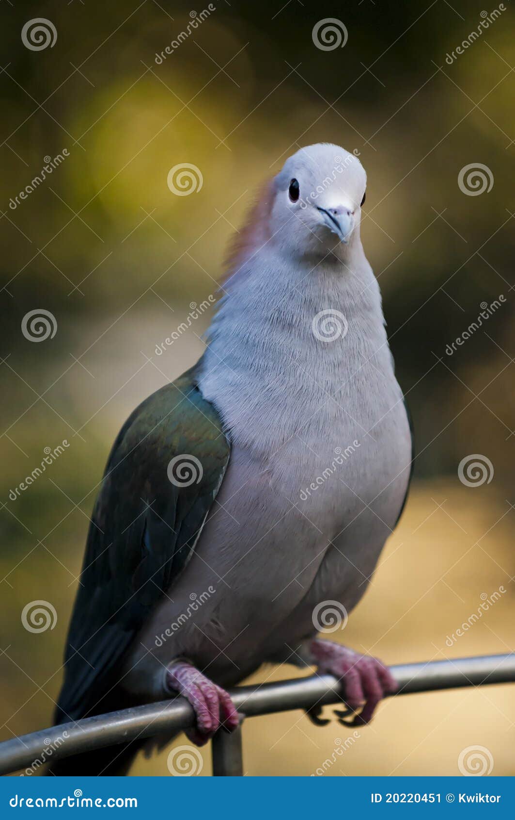 Imperial-pombo Verde De Sulawesi Imagem de Stock - Imagem de panela ...