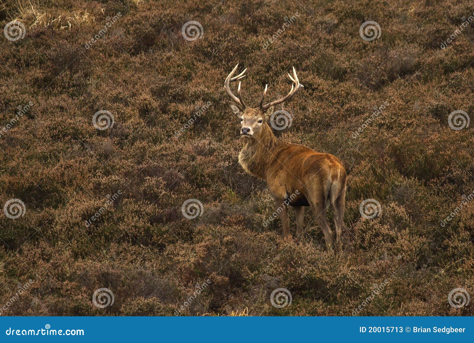 Imperial Red Stag stock image. Image of park, resident - 20015713